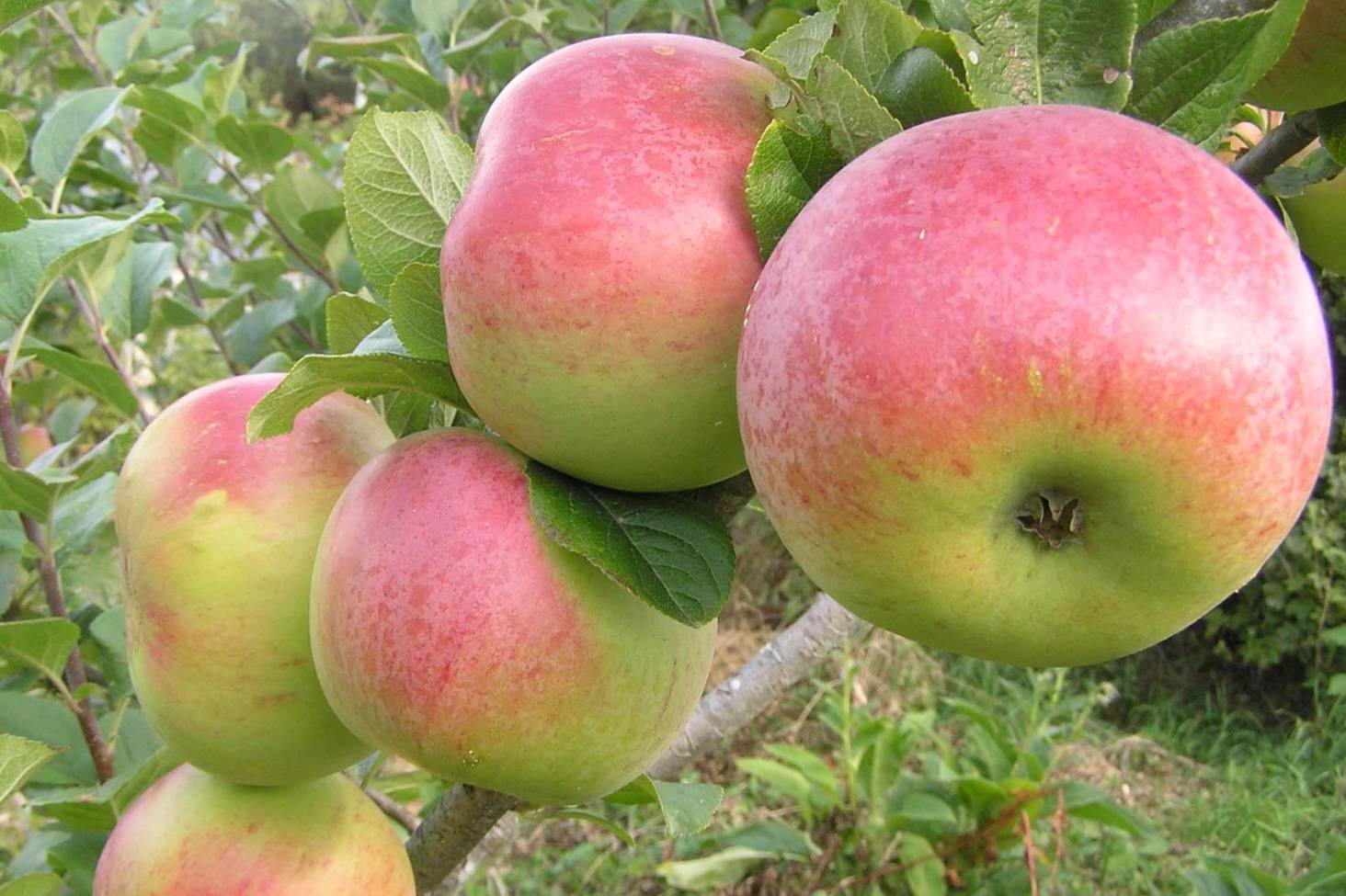 How To Choose The Perfect Apples - Wiki Avenue