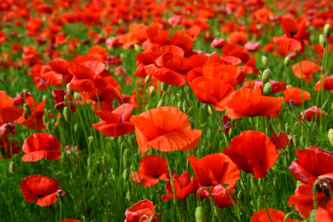 How To Grow Poppies: 5 Useful Tips - Wiki Avenue